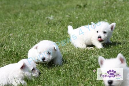 Westie Puppies - Puppy Paws 4 You