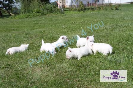 Westie Puppies - Puppy Paws 4 You