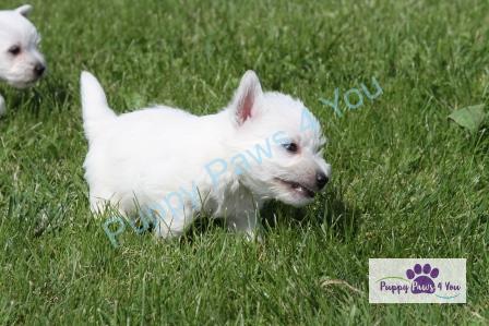 Westie Puppies - Puppy Paws 4 You