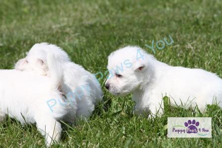Westie Puppies - Puppy Paws 4 You