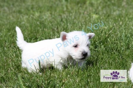 Westie Puppies - Puppy Paws 4 You