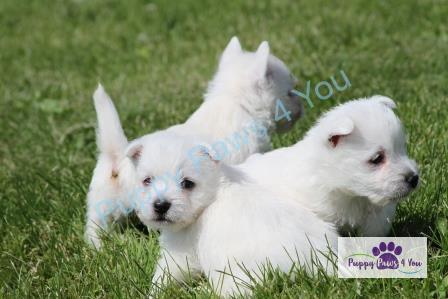 Westie Puppies - Puppy Paws 4 You