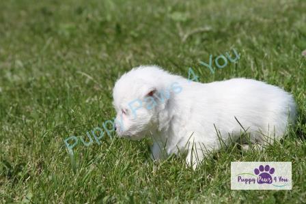 Westie Puppies - Puppy Paws 4 You