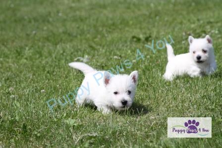 Westie Puppies - Puppy Paws 4 You