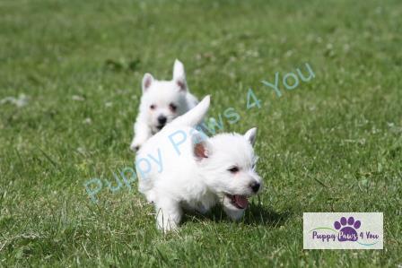Westie Puppies - Puppy Paws 4 You
