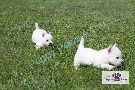 Westie Puppies - Puppy Paws 4 You