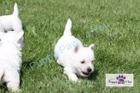 Westie Puppies - Puppy Paws 4 You
