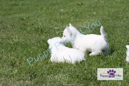 Westie Puppies - Puppy Paws 4 You