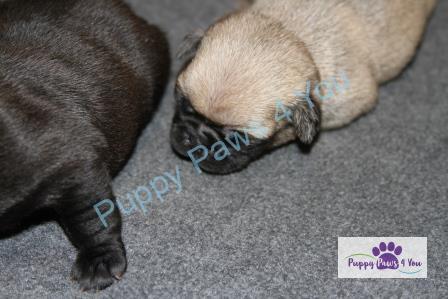 Pug Puppies for Sale, Pug Puppies for Sale in MN