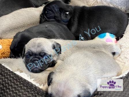 Pug Puppies For Sale, Loving AKC Pug Puppies For Sale In MN