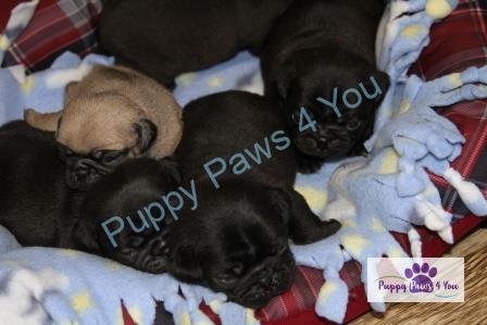 Pug Puppies for Sale, Pug Puppies for Sale in MN
