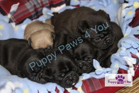 Pug Puppies for Sale, Pug Puppies for Sale in MN