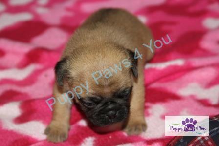Pug Puppies for Sale, Pug Puppies for Sale in MN