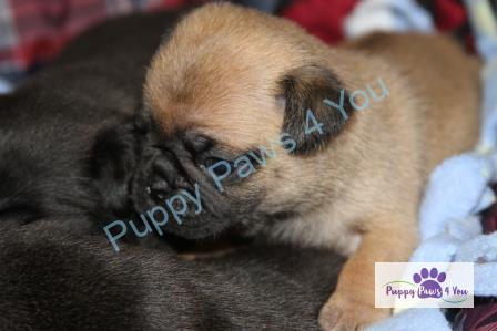 Pug Puppies for Sale, Pug Puppies for Sale in MN