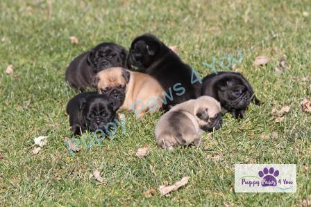 Pug Puppies for Sale, Pug Puppies for Sale in MN