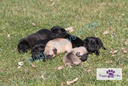 Pug Puppies for Sale, Pug Puppies for Sale in MN
