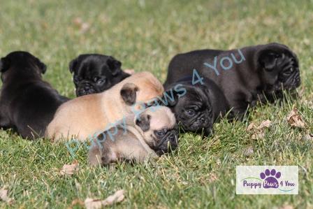 Pug Puppies for Sale, Pug Puppies for Sale in MN