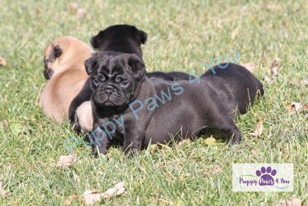 Pug Puppies for Sale, Pug Puppies for Sale in MN