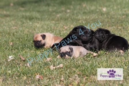 Pug Puppies for Sale, Pug Puppies for Sale in MN