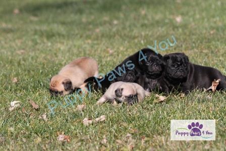Pug Puppies for Sale, Pug Puppies for Sale in MN