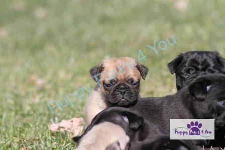 Pug Puppies for Sale, Pug Puppies for Sale in MN