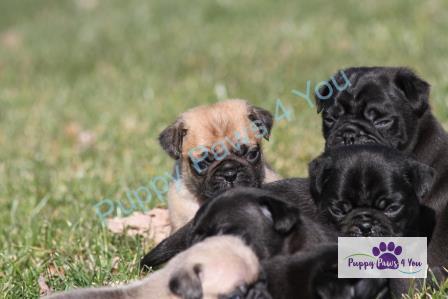 Pug Puppies for Sale, Pug Puppies for Sale in MN