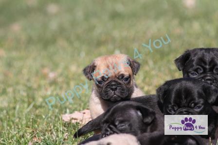 Pug Puppies for Sale, Pug Puppies for Sale in MN