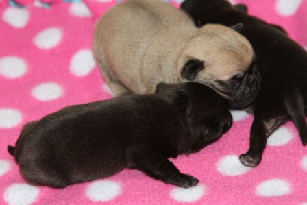 Pug Puppies for Sale, Pug Puppies for Sale in MN
