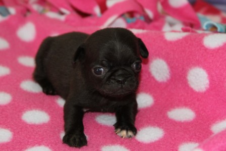 Pug Puppies for Sale, Pug Puppies for Sale in MN