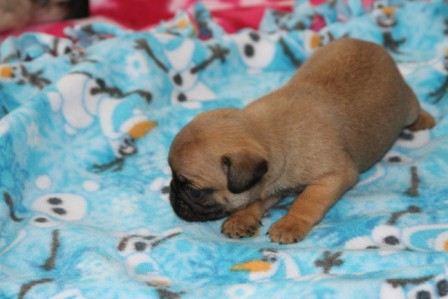 Pug Puppies for Sale, Pug Puppies for Sale in MN