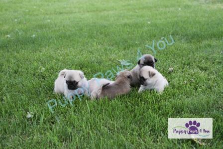 Pug Puppies – Puppy Paws 4 You