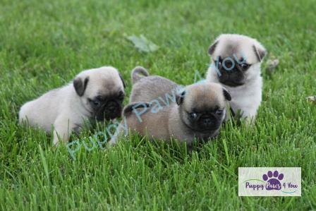Pug Puppies – Puppy Paws 4 You