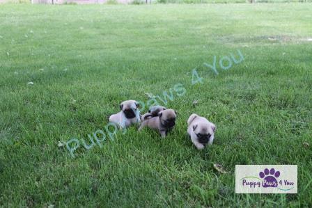 Pug Puppies – Puppy Paws 4 You