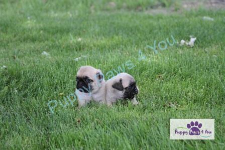 Pug Puppies – Puppy Paws 4 You