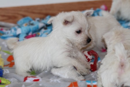 Westie Puppies for Sale, Westie Puppies for Sale MN
