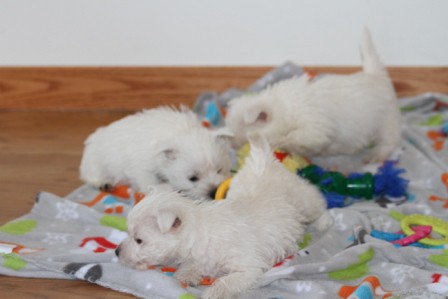 Westie Puppies for Sale, Westie Puppies for Sale MN
