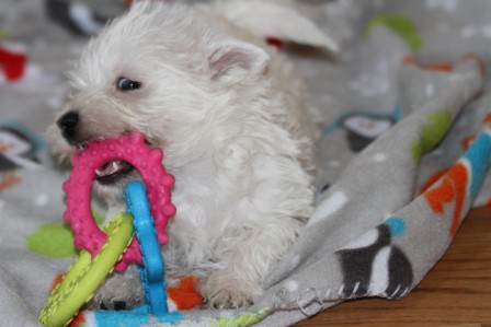 Westie Puppies for Sale, Westie Puppies for Sale MN