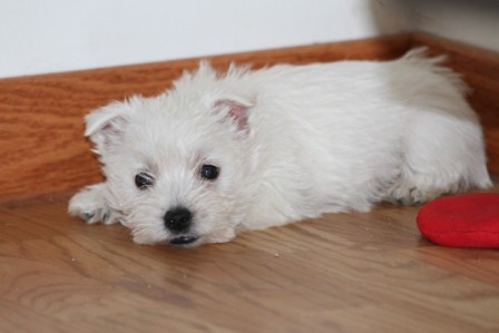 Westie Puppies for Sale, Westie Puppies for Sale MN