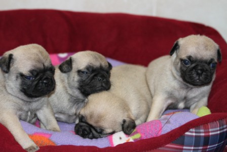 Pug Puppies for Sale, Pug Puppies for Sale in MN