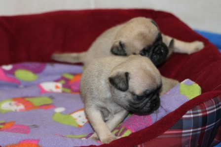 Pug Puppies for Sale, Pug Puppies for Sale in MN