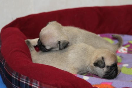 Pug Puppies for Sale, Pug Puppies for Sale in MN