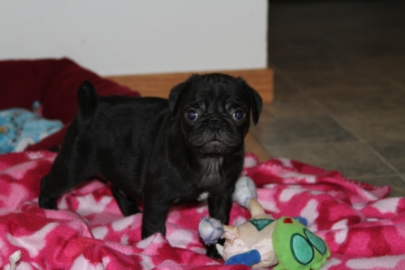 Pug Puppies for Sale, Pug Puppies for Sale in MN